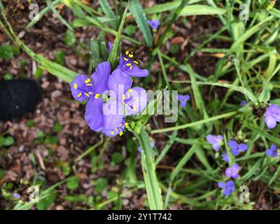 spiderworts and allies (Commelinales) Plantae Stock Photo - Alamy