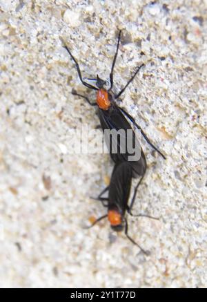 Common Lovebug (Plecia nearctica) Insecta Stock Photo - Alamy