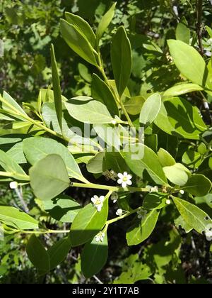 gallberry (Ilex glabra) Plantae Stock Photo - Alamy