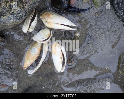 Soft-shelled Clam (Mya arenaria) Mollusca Stock Photo - Alamy