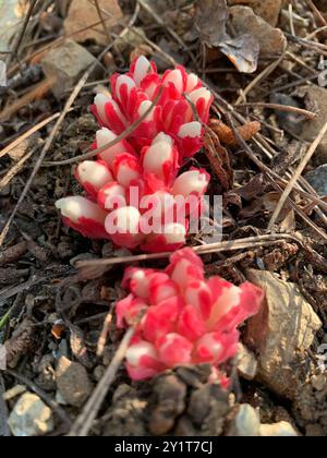 Red Rockrose-parasite (Cytinus ruber) Plantae Stock Photo - Alamy