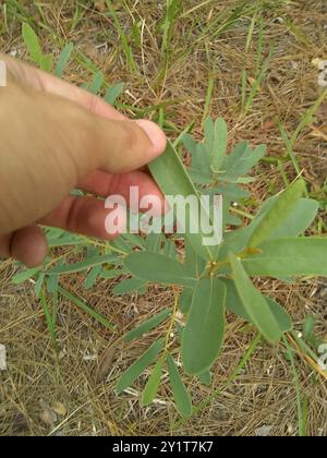 netted pawpaw (Asimina reticulata Stock Photo - Alamy