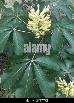 painted buckeye (Aesculus sylvatica) Plantae Stock Photo - Alamy
