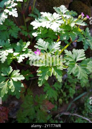 Little-Robin (Geranium purpureum) Plantae Stock Photo - Alamy
