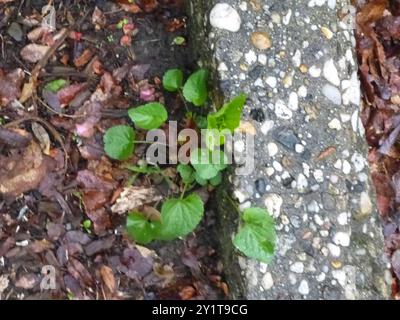 eastern American blue violets (Borealiamericanae) Plantae Stock Photo ...
