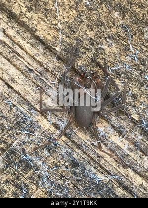 Brown Recluse (Loxosceles reclusa) Arachnida Stock Photo - Alamy