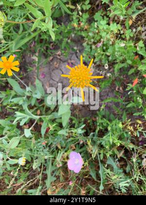 Huisache Daisy (Amblyolepis setigera), Plantae, Wildwood Dr, Flower ...