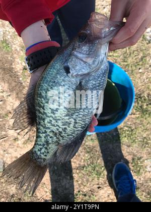 Black Crappie (Pomoxis nigromaculatus) Actinopterygii Stock Photo - Alamy