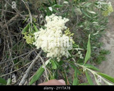 False Olive (Buddleja saligna) Plantae Stock Photo - Alamy