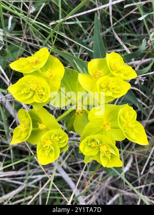 serrated spurge (Euphorbia serrata) Plantae Stock Photo - Alamy