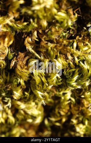 Silky Wall Feather-moss (Homalothecium sericeum) Plantae Stock Photo ...