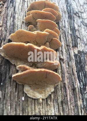 Ochre Bracket (Trametes ochracea), Fungi, Richmond Park, London ...