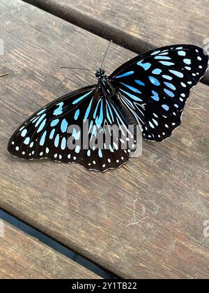 Blue Wanderer (Tirumala hamata) Insecta Stock Photo - Alamy