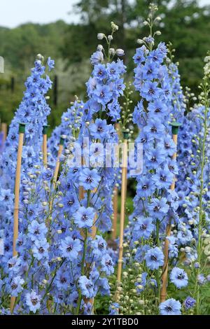 Pale blue Delphinium ‘Twilight Blues’ in flower Stock Photo - Alamy
