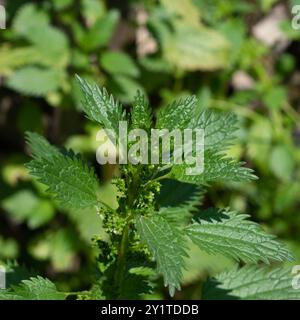 Dwarf Nettle (Urtica urens), Plantae, Lake Cunningham, Santa Clara ...