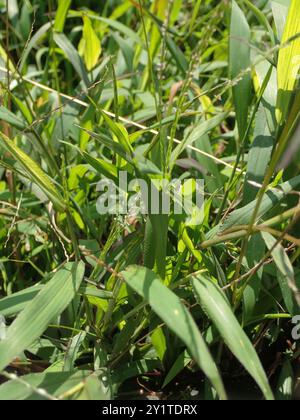 East Indian crabgrass (Digitaria setigera) Plantae Stock Photo - Alamy