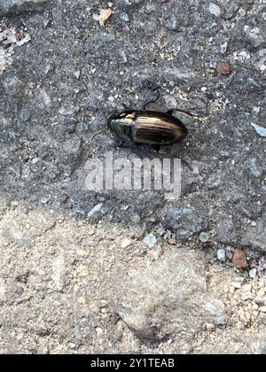 Common Sun Beetle (Amara aenea) Insecta Stock Photo - Alamy
