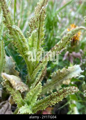 thistle rust (Puccinia suaveolens) Fungi Stock Photo - Alamy