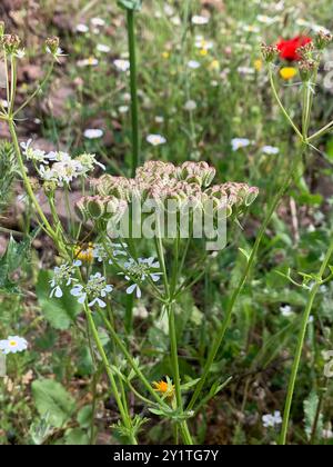 Mediterranean Hartwort (Tordylium apulum), Plantae, Aegina, Greece ...