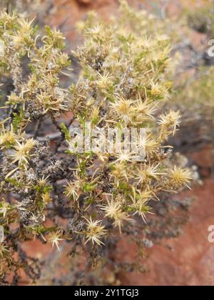 dwarf goldenbush (Ericameria nana) Plantae Stock Photo - Alamy