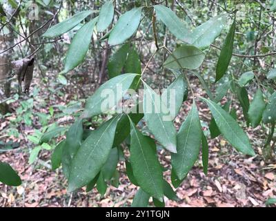 Guioa (Guioa semiglauca) Plantae Stock Photo - Alamy