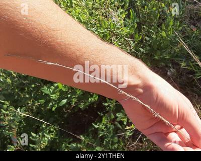 Wire grass (Aristida stricta) Plantae Stock Photo - Alamy