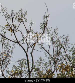 sjambok-pod (Cassia abbreviata Stock Photo - Alamy