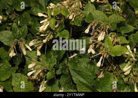 Creeping Comfrey (Symphytum grandiflorum), Plantae, Peterborough, UK ...