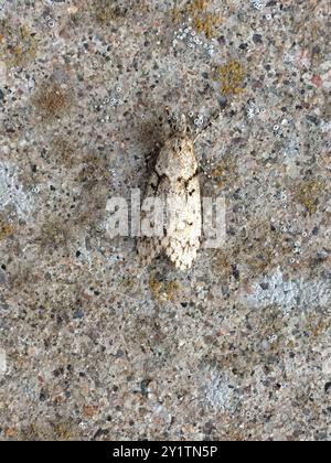 March Tubic (Diurnea fagella) Insecta Stock Photo - Alamy