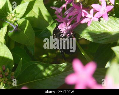 (Bombus morio) Insecta Stock Photo - Alamy