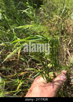 Ozark grass (Limnodea arkansana) Plantae Stock Photo - Alamy