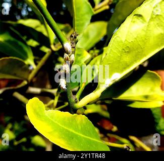 Seychelles Scale (Icerya seychellarum), Insecta, Centro Del Pueblo, San ...