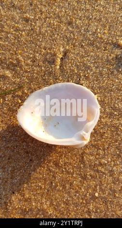 Atlantic Rangia (Rangia cuneata) Mollusca Stock Photo - Alamy