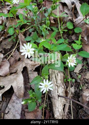 star chickweed (Stellaria pubera) Plantae Stock Photo - Alamy