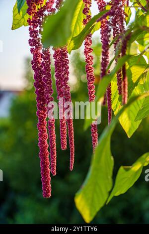 Amaranth flowers bloom beautifully against a lush green backdrop ...
