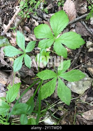 Black Snakeroot (Sanicula canadensis) Plantae Stock Photo - Alamy