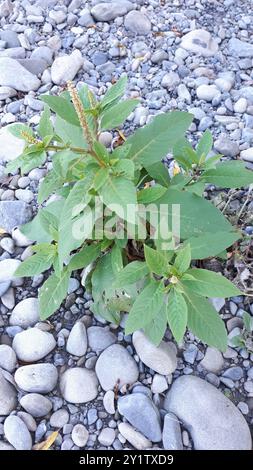 Inkweed (Phytolacca octandra) Plantae Stock Photo - Alamy