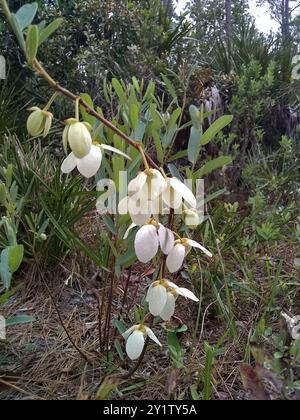 netted pawpaw (Asimina reticulata) Plantae Stock Photo - Alamy