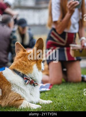 A corgi wearing a bow tie poses for a potrait during a parade in London ...