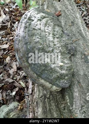 Southern Clam Shell (Fomes fasciatus) Fungi Stock Photo - Alamy