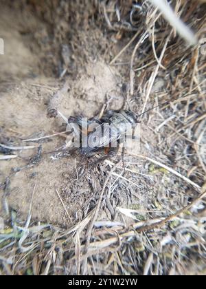 Western Rock-loving Field Cricket (Gryllus saxatilis) Insecta Stock ...