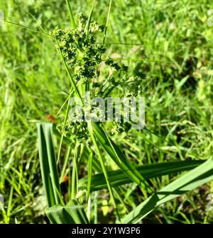 dark green bulrush (Scirpus atrovirens) Plantae Stock Photo - Alamy