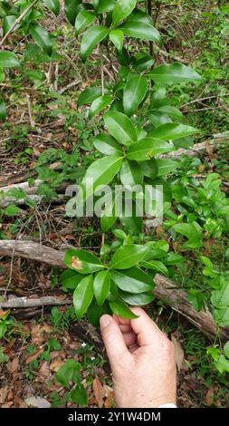 Golden Ash (Hodgkinsonia ovatiflora) Plantae Stock Photo - Alamy