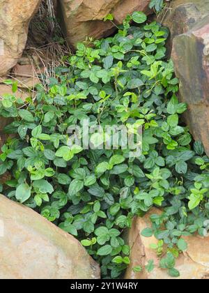 smallest bean (Vigna minima) Plantae Stock Photo - Alamy