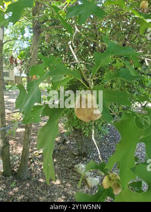 Spongy Oak Apple Gall Wasp (Amphibolips confluenta) Insecta Stock Photo ...
