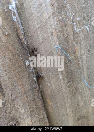 House Spiders (Badumna) Arachnida Stock Photo - Alamy