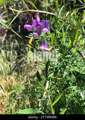common pacific pea (Lathyrus vestitus vestitus) Plantae Stock Photo - Alamy