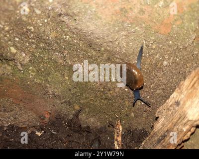 Glass Snails (Oxychilidae) Mollusca Stock Photo - Alamy