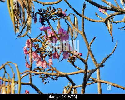 Pink poui (Tabebuia rosea) Plantae Stock Photo - Alamy