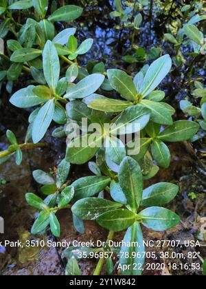 Alligatorweed (Alternanthera philoxeroides) Plantae Stock Photo - Alamy